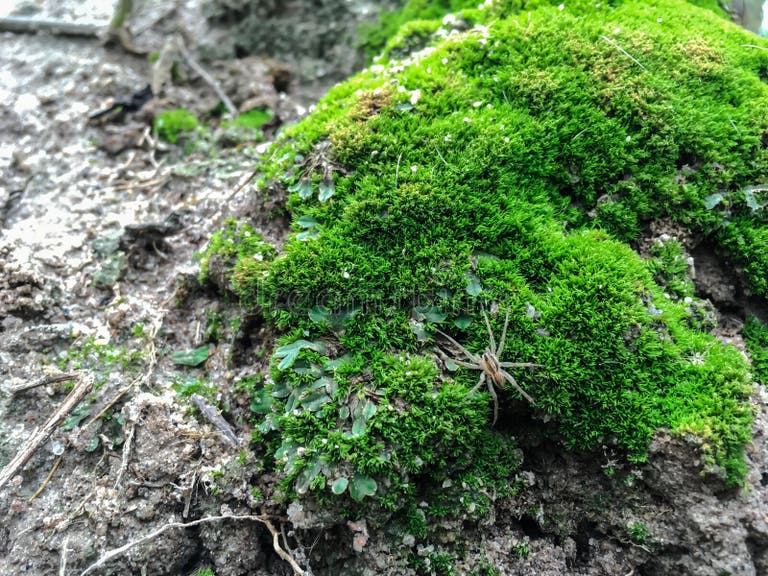 Spider stock photo. Image of webs, nature, diadem, garden - 78272262