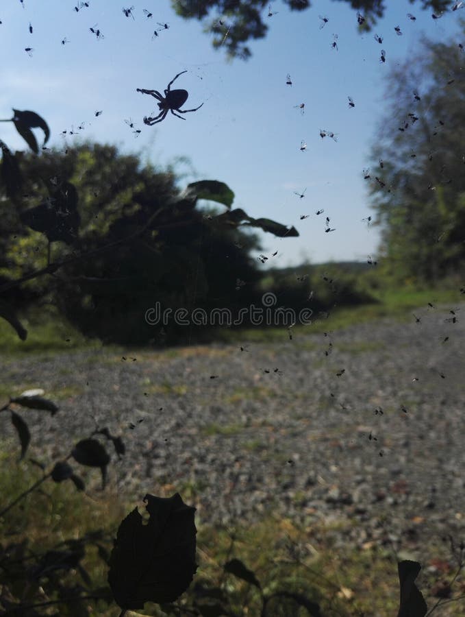 Spider stock image. Image of nature, spiderweb, housefly - 94036971