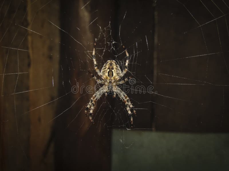 Spider on Spiderweb Hunts for Insects. Garden Spider on Spider Web Over ...