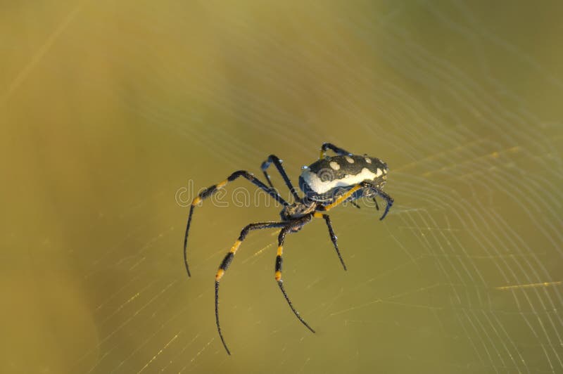Spider, Closeup of Spider with Yellow Brown Striped Legs in Web in ...