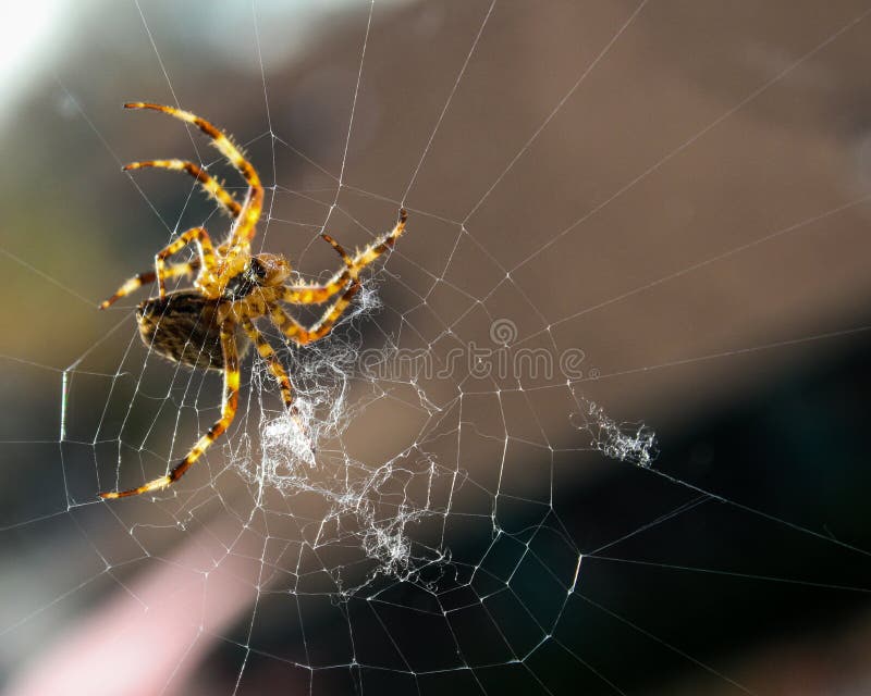 Spider Spinning its Web. stock photo. Image of spider - 35684612