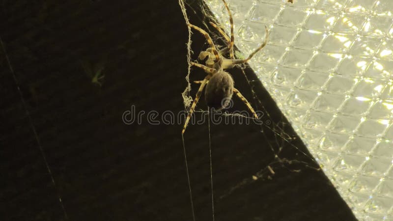 Spider Spinning Its Web at Night. Stock Footage - Video of insect ...