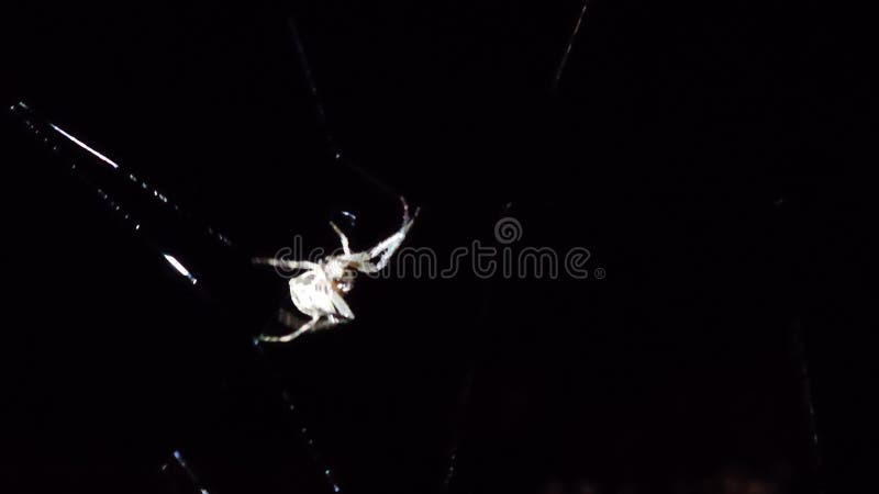 Spider Spinning Its Web in the Night. Work in Progress, Amazing ...