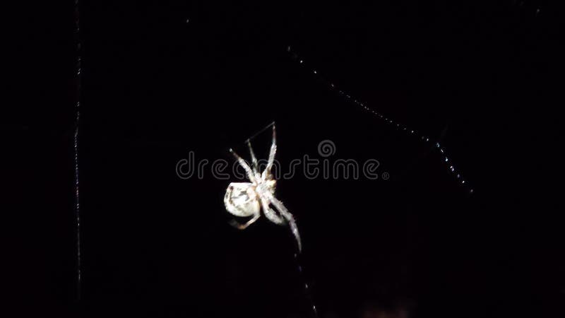 Spider Spinning Its Web in the Night. Work in Progress, Amazing ...