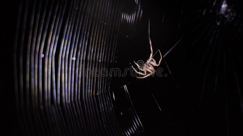 Spider Spinning Its Web at Night. Stock Footage - Video of nightmare ...