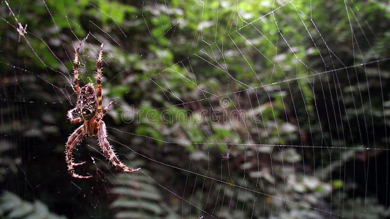 Spider stock image. Image of trap, structure, network - 51964145