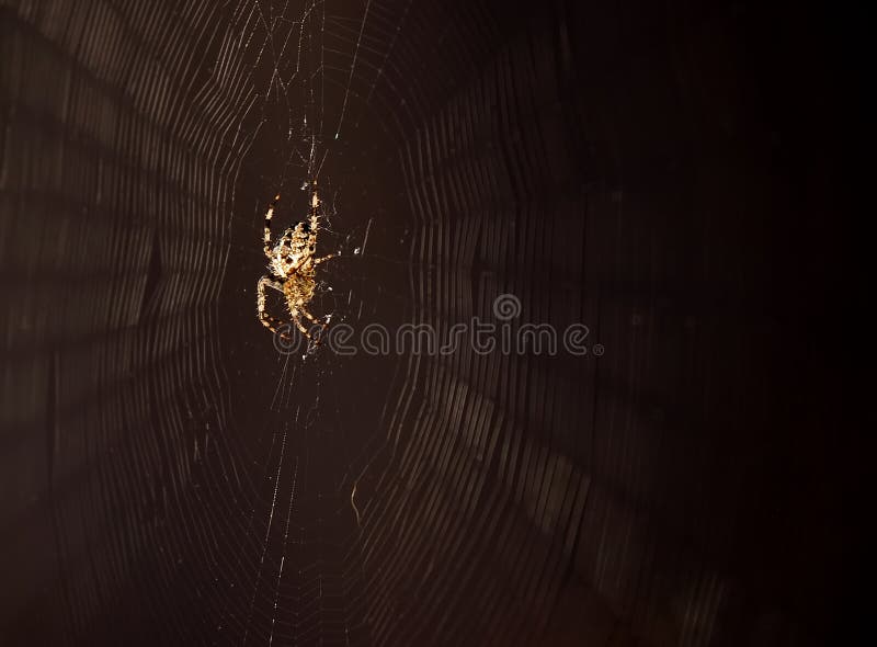 Spider spinning web stock photo. Image of cobweb, araneae - 11129968