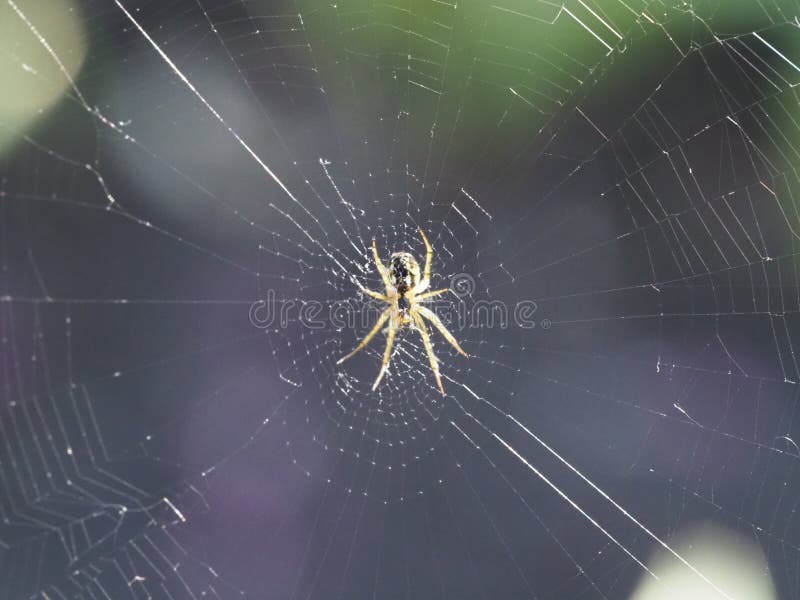 A spider spinning a web stock image. Image of detail - 150262547