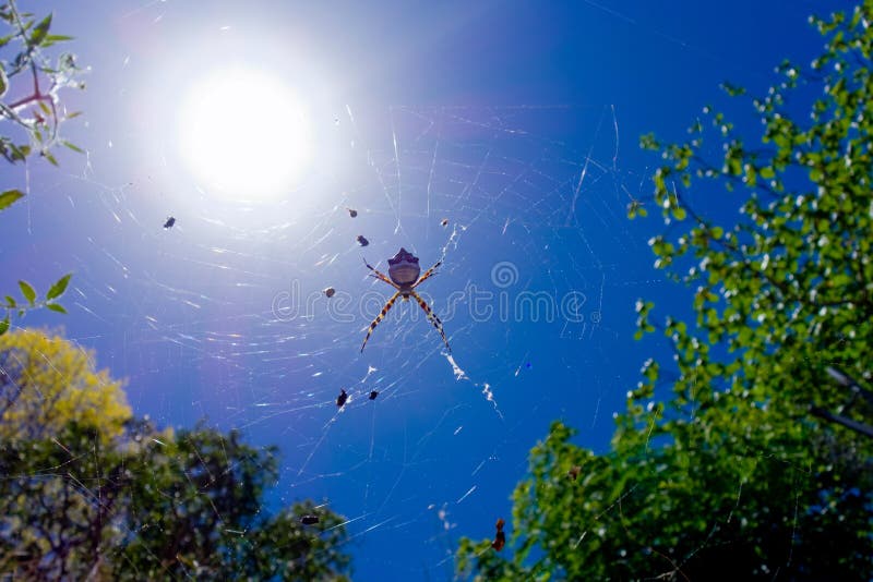 A Spider Spinning a Web in the Caribbean Stock Photo - Image of body ...