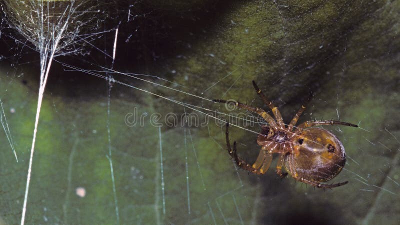 Spider Spinning Web stock photo. Image of brown, park - 91805514