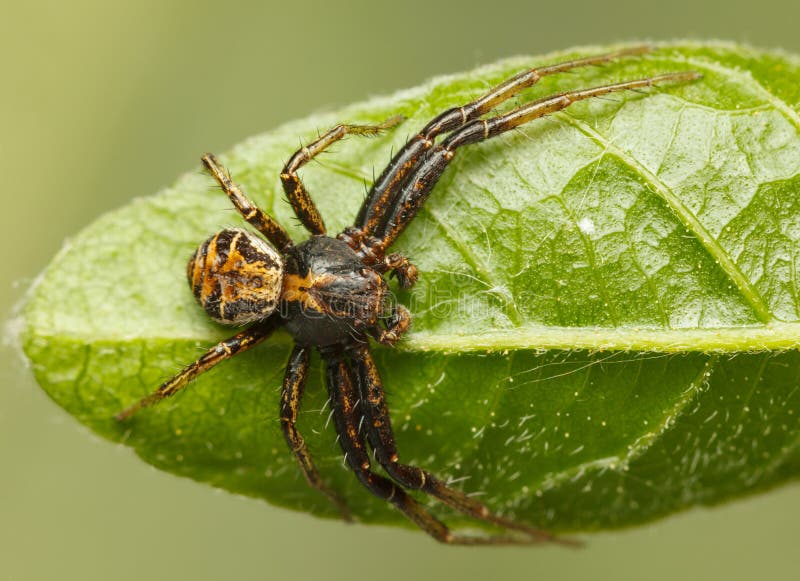 Spider sprawl on leaf stock image. Image of predator - 77091263