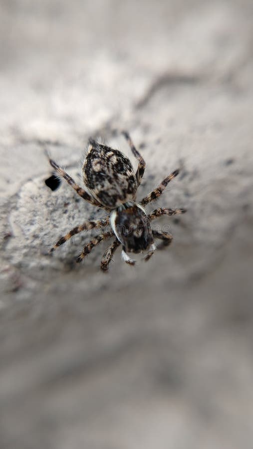 A Spider is Stalking Its Prey Stock Image - Image of mammals, spider ...