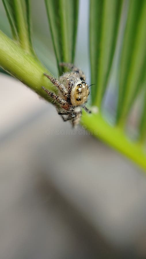 A Spider is Stalking Its Prey on a Tree Branch Stock Photo - Image of ...