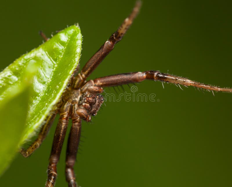 Defensive spider tarantula stock photo. Image of creepy - 13404714