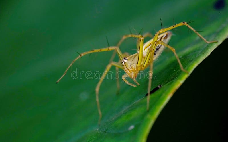 301 Spider Position Stock Photos - Free & Royalty-Free Stock Photos ...