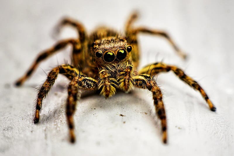 Cartoon Spider Big Eyes Leaf Stock Photos - Free & Royalty-Free Stock ...
