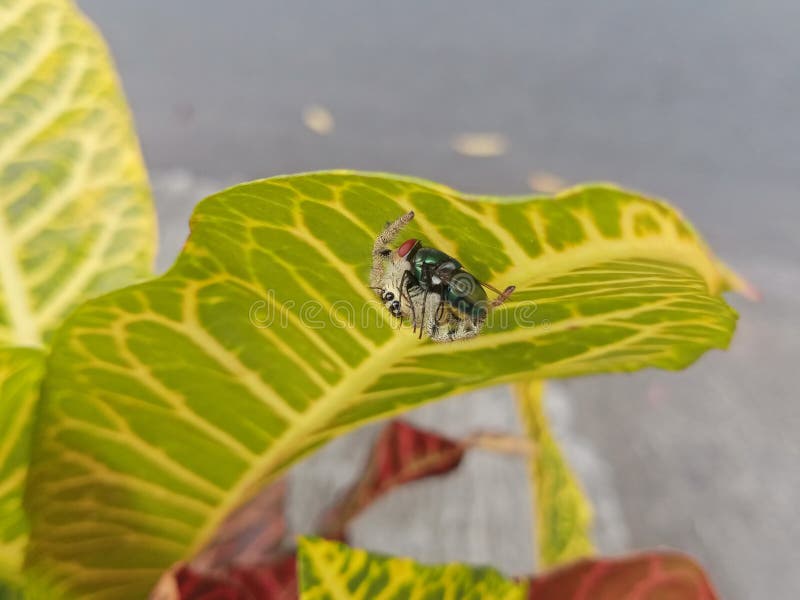A Spider Staring at the Camera Gets a Fly Stock Image - Image of ...