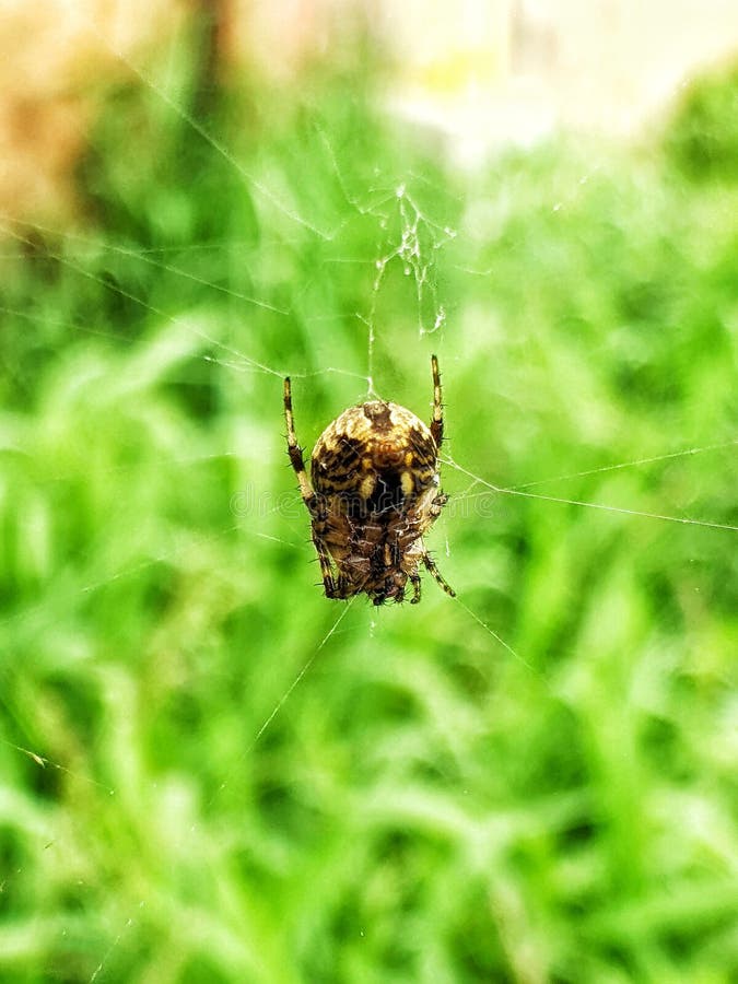 A Spider that is Stretching Makes a Web Stock Photo - Image of ...