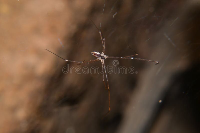 Spider Stretching in the Web Stock Image - Image of species, entrap ...