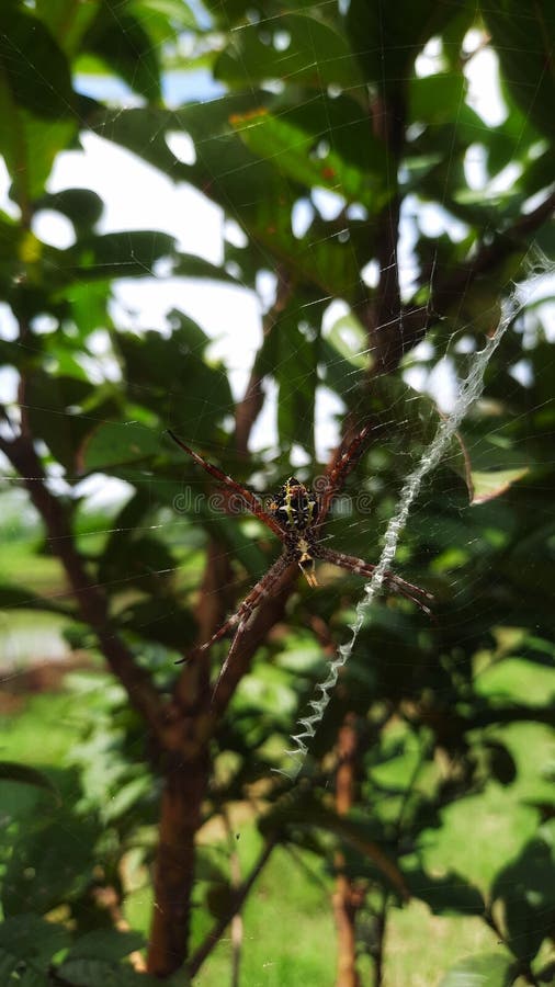 The Spider is Stringing a Web in the Afternoon Stock Image - Image of ...