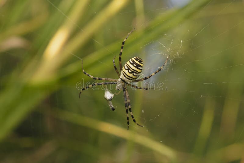 Spider stock photo. Image of entomology, dangers, instant - 97919714