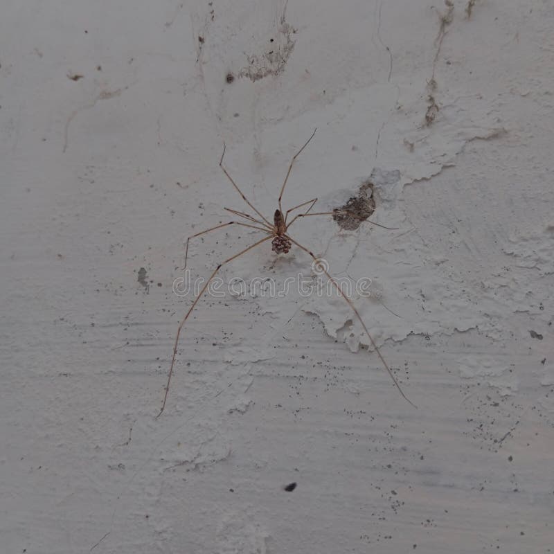 A Spider Stuck To a White Wall Stock Image - Image of spider, white ...
