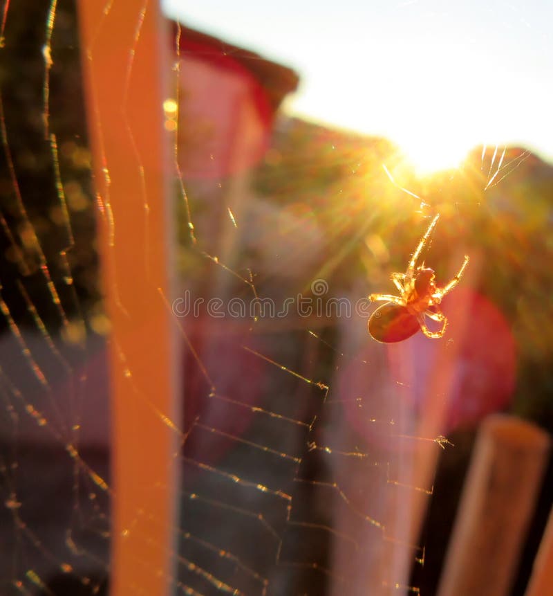 Spider and sun stock photo. Image of details, detail - 61620976