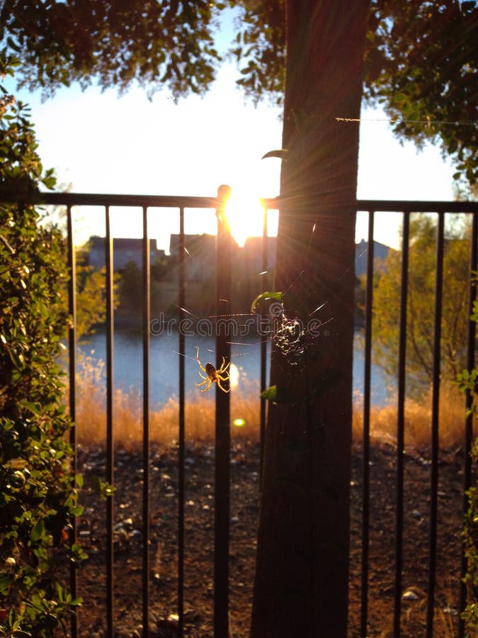 Spider at sunset stock image. Image of bush, spider, tree - 44001513