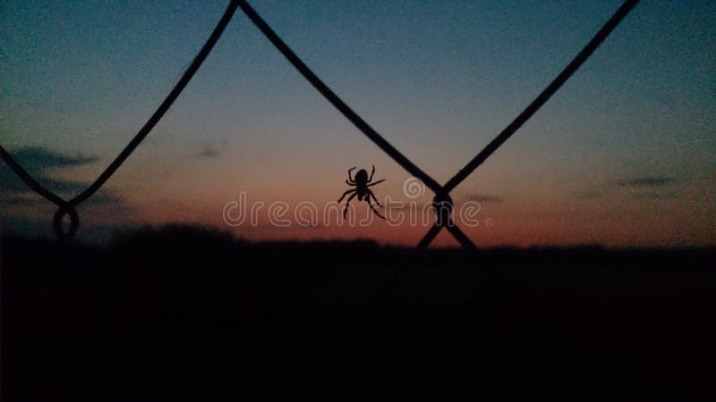 A Spider on Sunset Background Stock Photo - Image of grid, nature ...