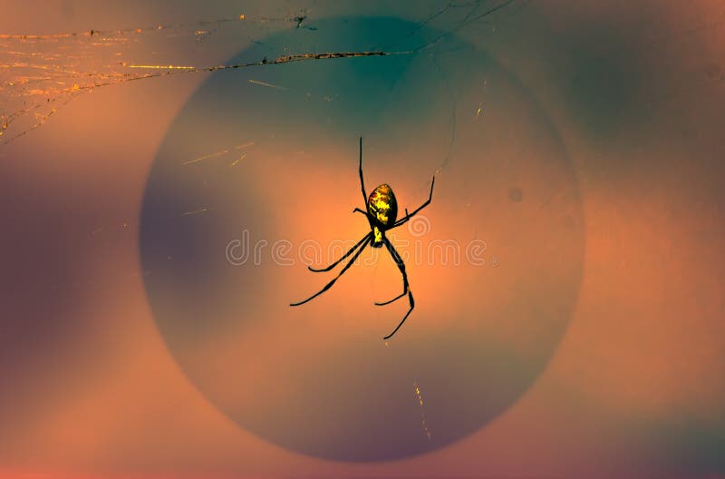 Spider! stock image. Image of sunset, evening, beautiful - 62528725
