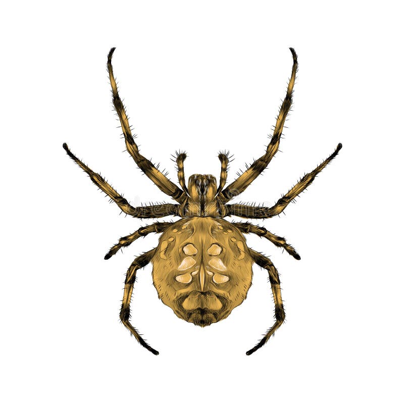 Spider Symmetrical Top View Sketch Vector Stock Vector - Illustration ...