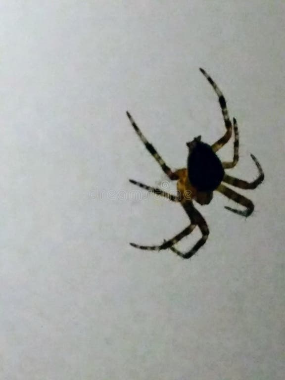 Spider on table stock image. Image of spider, table - 150983739