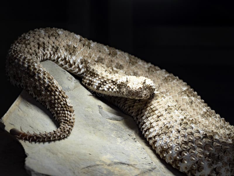 Spider Tailed Horned Viper, Pseudocerastes Urarachnoides, is Probably ...