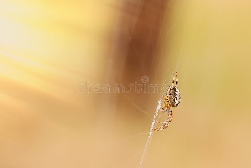 Spider on a Cobweb Sideways, Sunbeams in the Background Stock Photo ...
