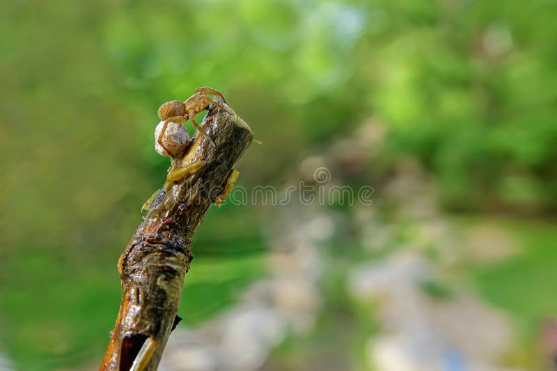 Spider stock photo. Image of stick, animal, bugs, spider - 116591872