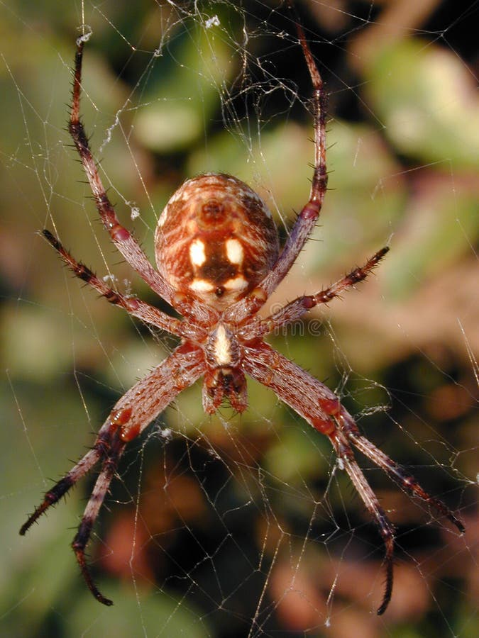 Spider Tangled in Web stock image. Image of arachnid, spider - 57785