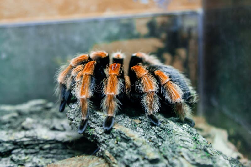 Tarantula top view stock photo. Image of geniculata, tarentualla - 23367242