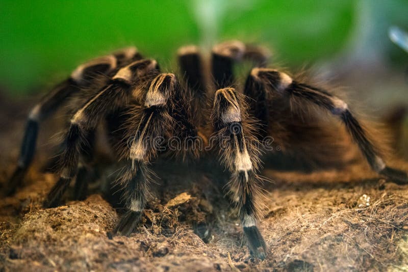 Spider-tarantula Sits on the Ground Stock Image - Image of ...