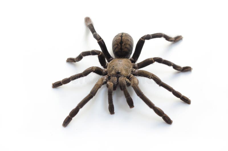 Spider Tarantula. stock photo. Image of haplopelma, legs - 148585618