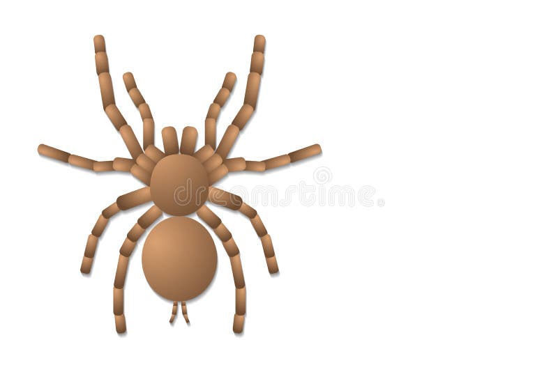 Spider Top View Stock Illustrations – 1,017 Spider Top View Stock ...