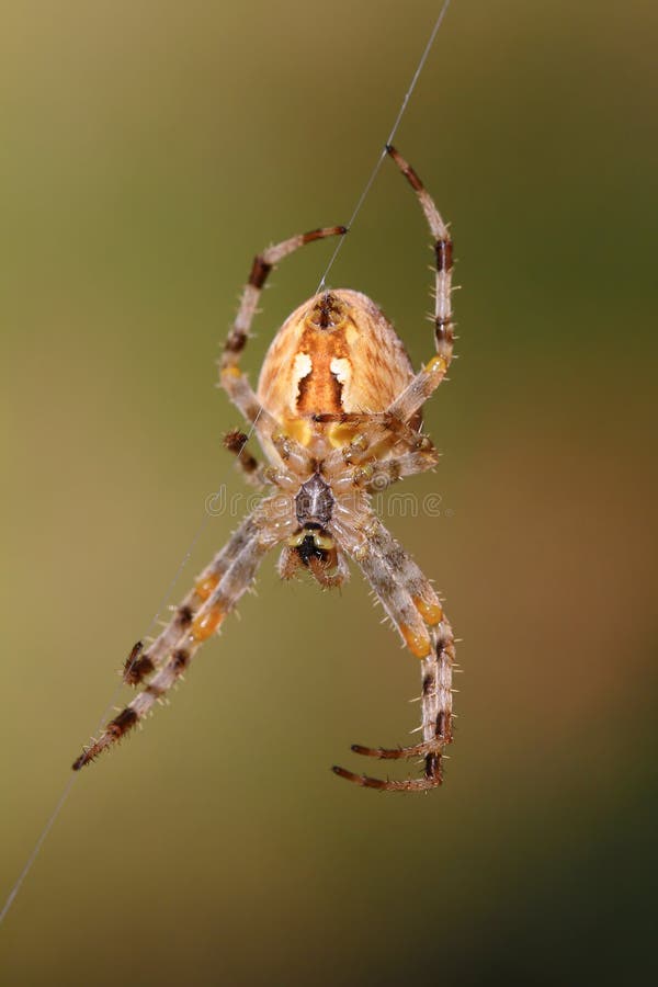 Spider on a thread stock image. Image of arthropod, spider - 265698767
