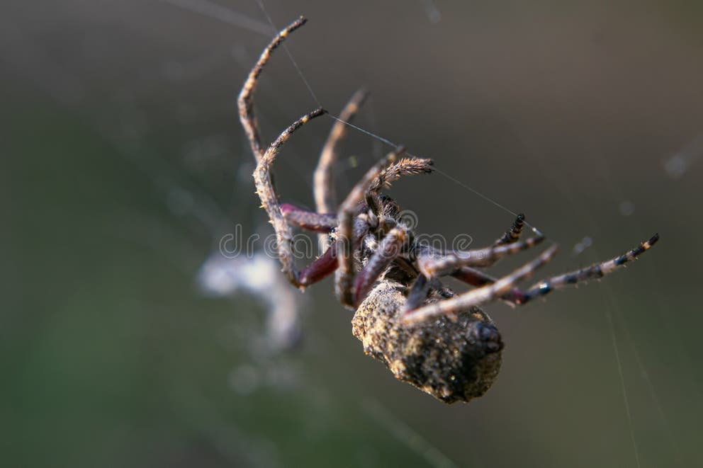 Spider and Thread in the Yard Stock Photo - Image of legs, arachnid ...
