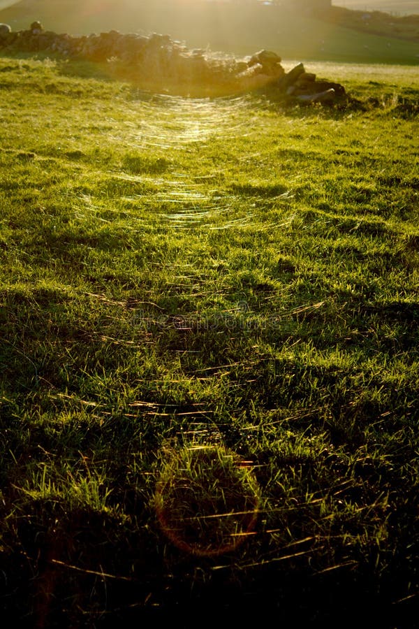 Spider Threads on Field at Sunset Stock Image - Image of threads ...