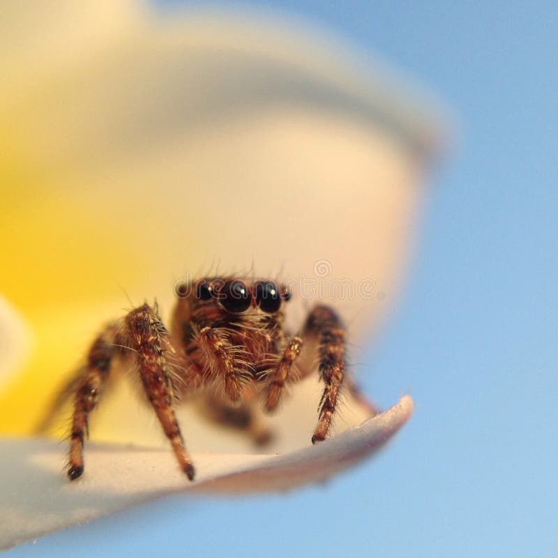 Spider stock photo. Image of spider, nature, macro, blue - 55319932