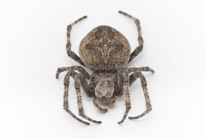 Spider, a top view stock photo. Image of eukaryotes, dangerous - 74848768
