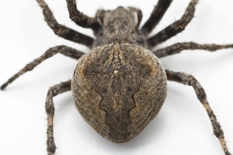 Spider, a top view stock photo. Image of carnivore, tsimbium - 74848864