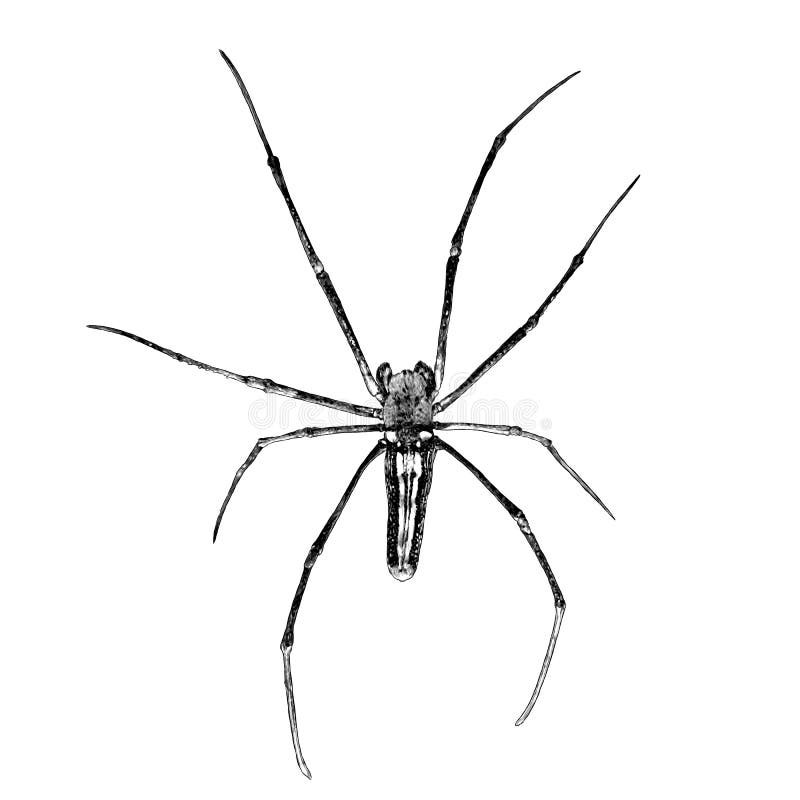 Spider Sketch Drawing Vector Stock Vector - Illustration of graphics ...