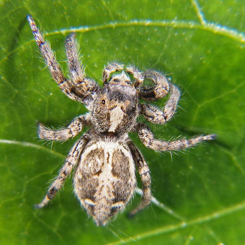 Spider top view stock photo. Image of background, green - 248796514