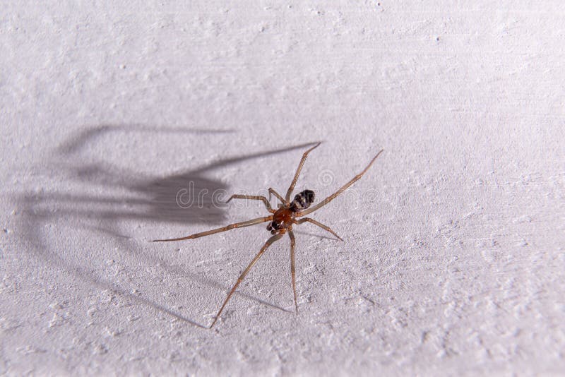 Spider on Top of White Surface with Shadow Projection on the Left Side ...