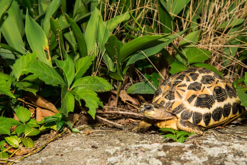 Spider Tortoise stock photo. Image of curious, adult - 38705690
